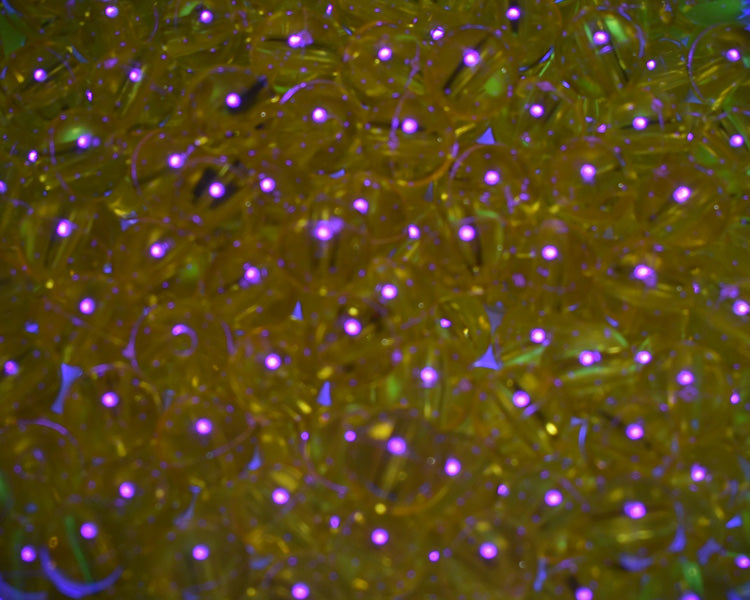 UV Golden Roe - Steelhead & Trout Fishing Egg Beads – SalmonElixir.com